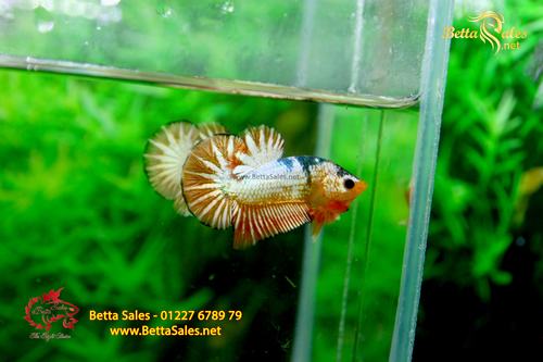Betta Fancy Copper - Betta Sales.net - Cá Betta - Betta Sales