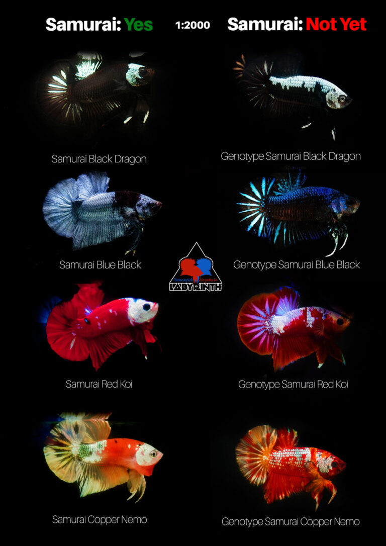 Samurai betta và mang gien (genotype) Samurai betta - Betta Sales