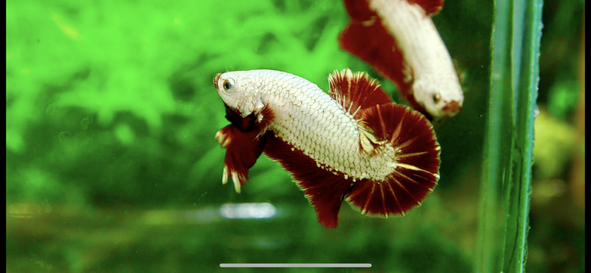Dragon Betta Là gì ? | Tại Sao gọi là Dragon Betta ? | Betta Rồng Và ...