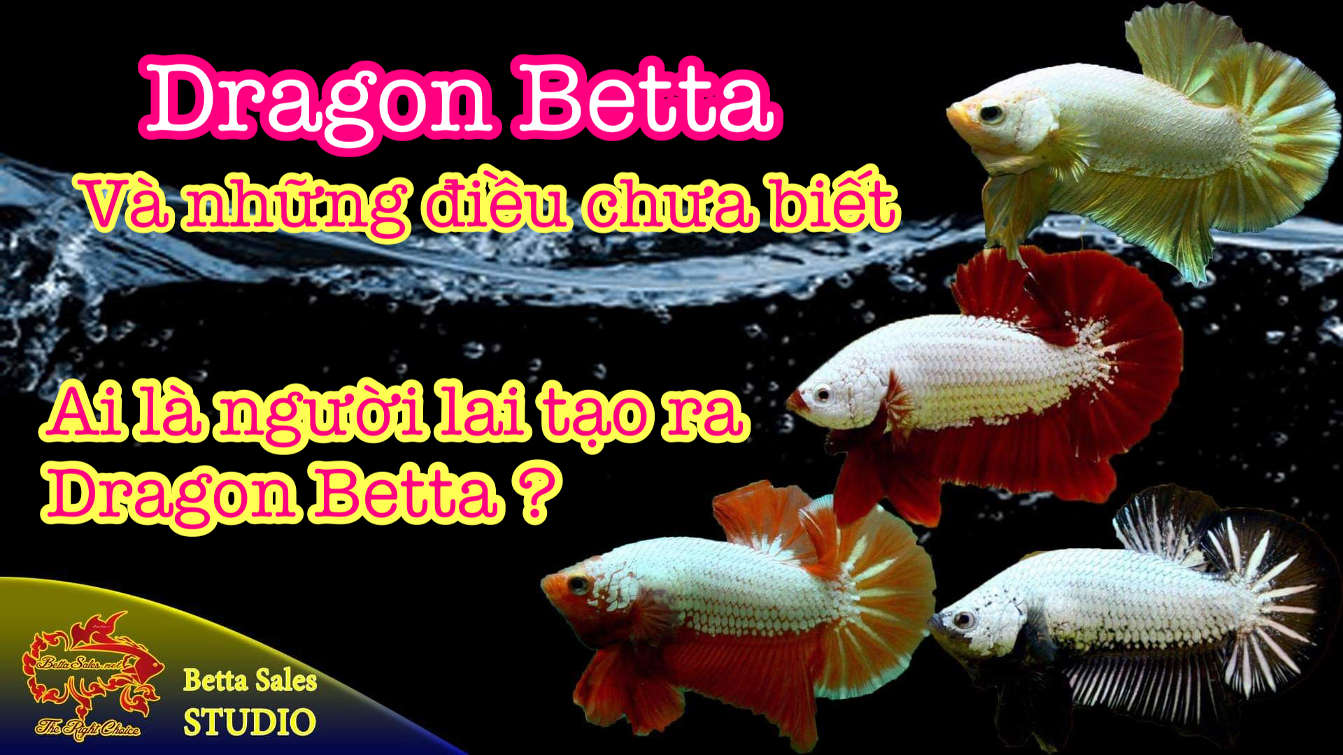 Dragon Betta Là gì ? | Tại Sao gọi là Dragon Betta ? | Betta Rồng Và ...